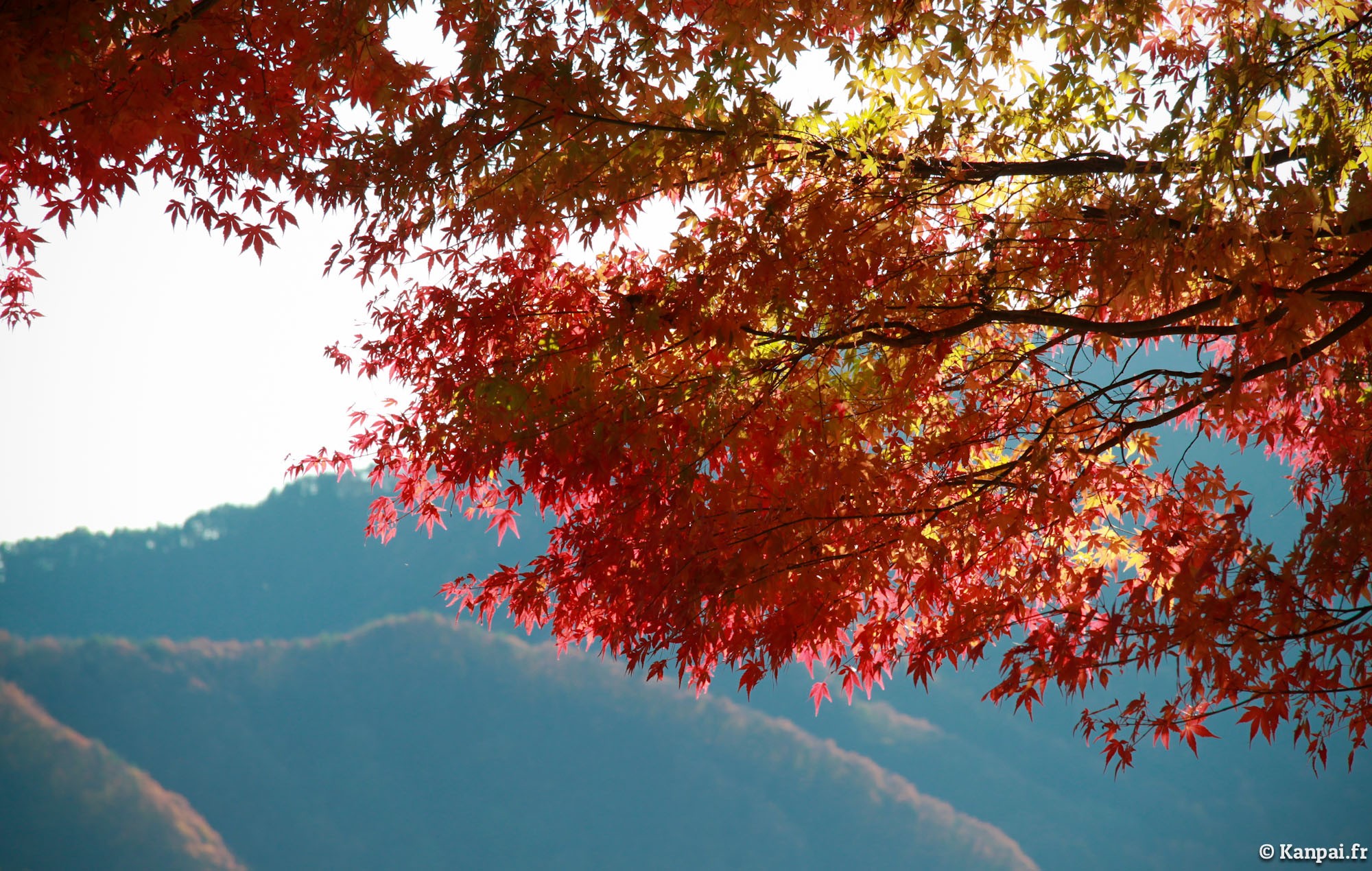 Autumn in Japan - 🍁 The Red Maple Trees Season (momiji koyo)