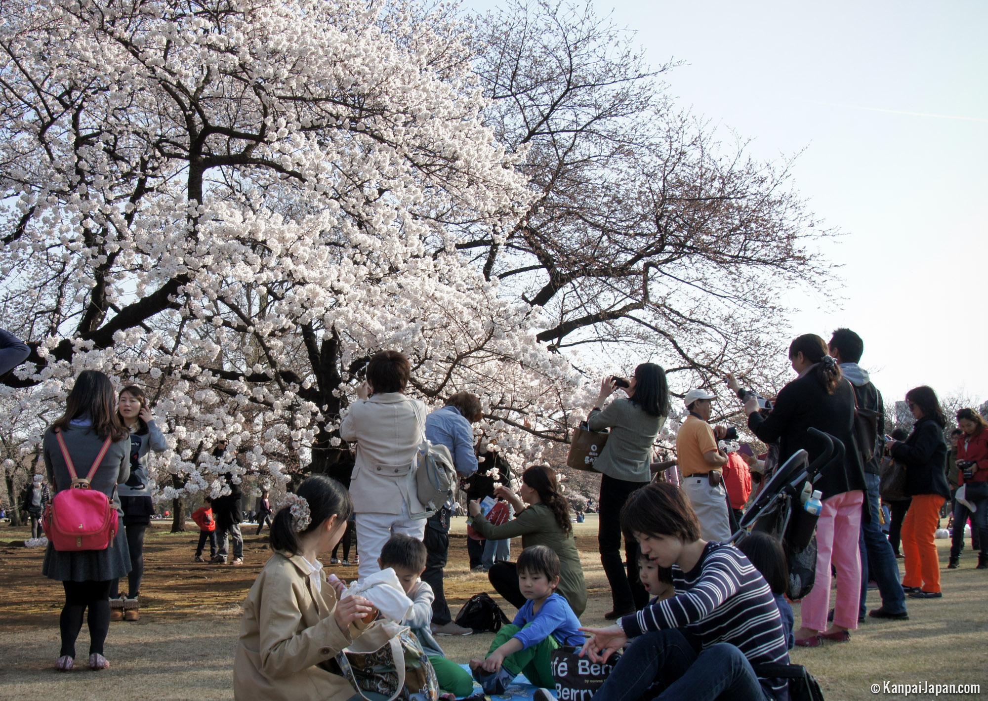 Tokyo in Spring - Sakura Viewing Spots in the Japanese Capital