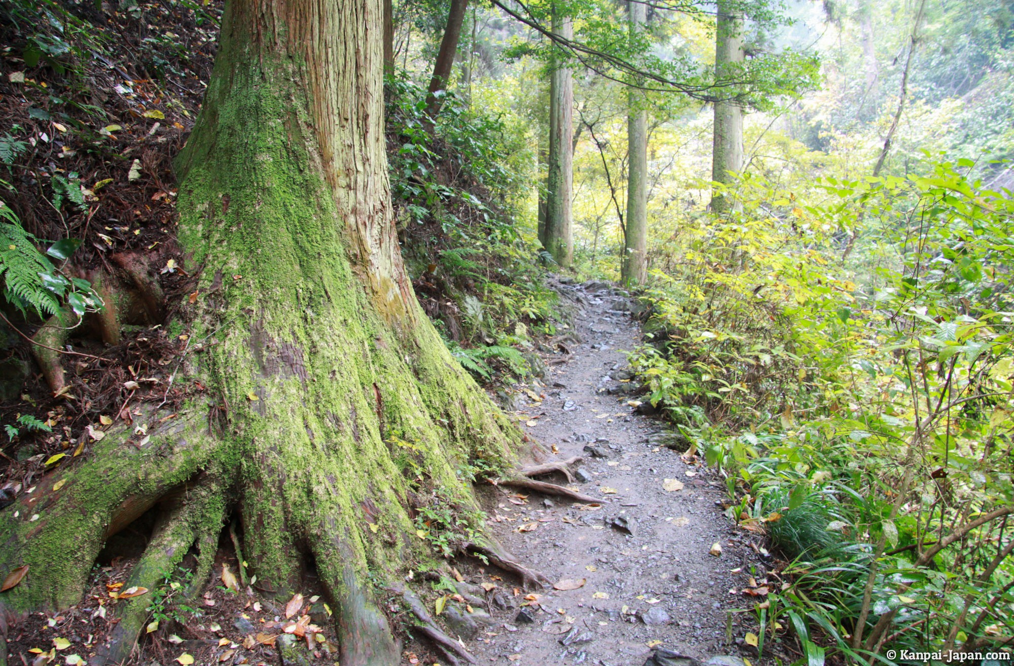 Mount Takao - Great Hiking Spot Close to Tokyo