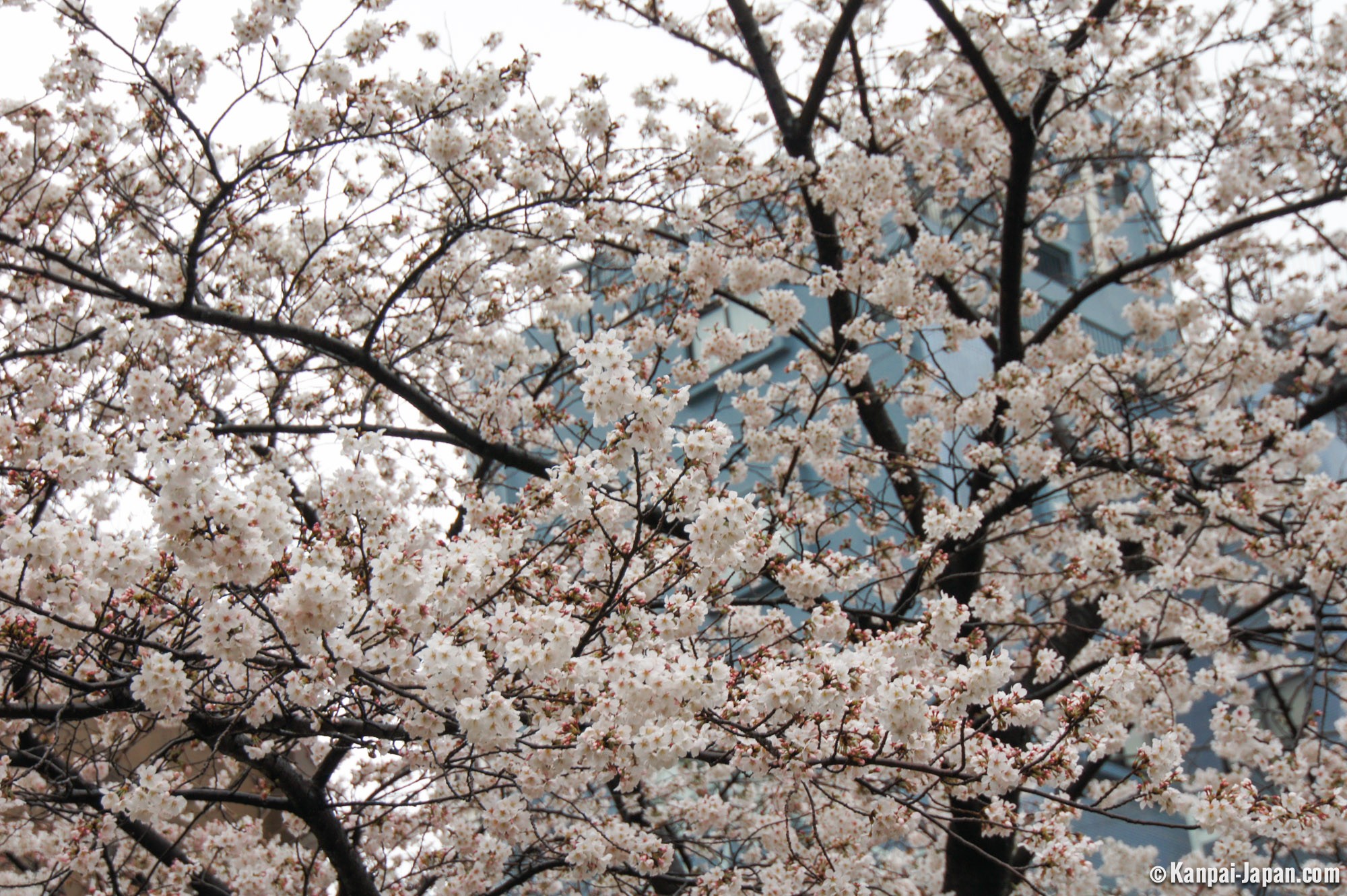 Sumida Park - Along the Sakura River in Asakusa