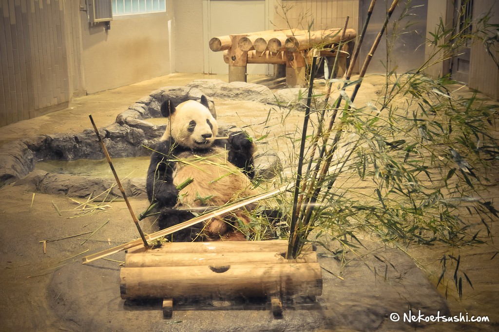 Ueno Zoo - The Panda zoo garden