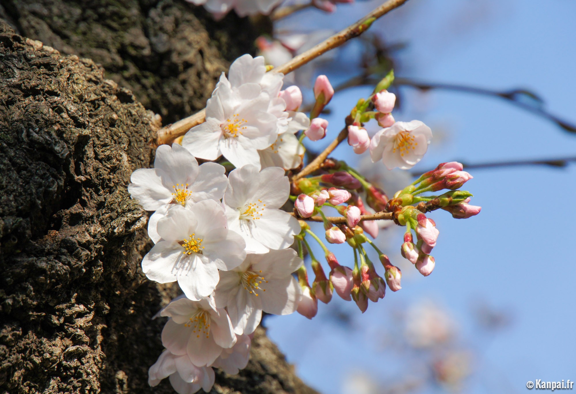 Things to do in Japan in March