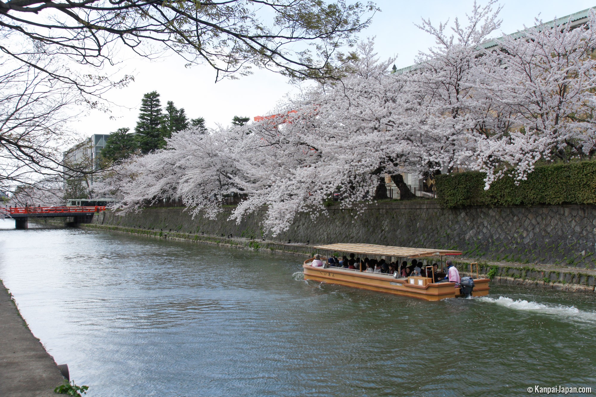 Okazaki Canal - Cherry blossoms hanging over water in Kyoto
