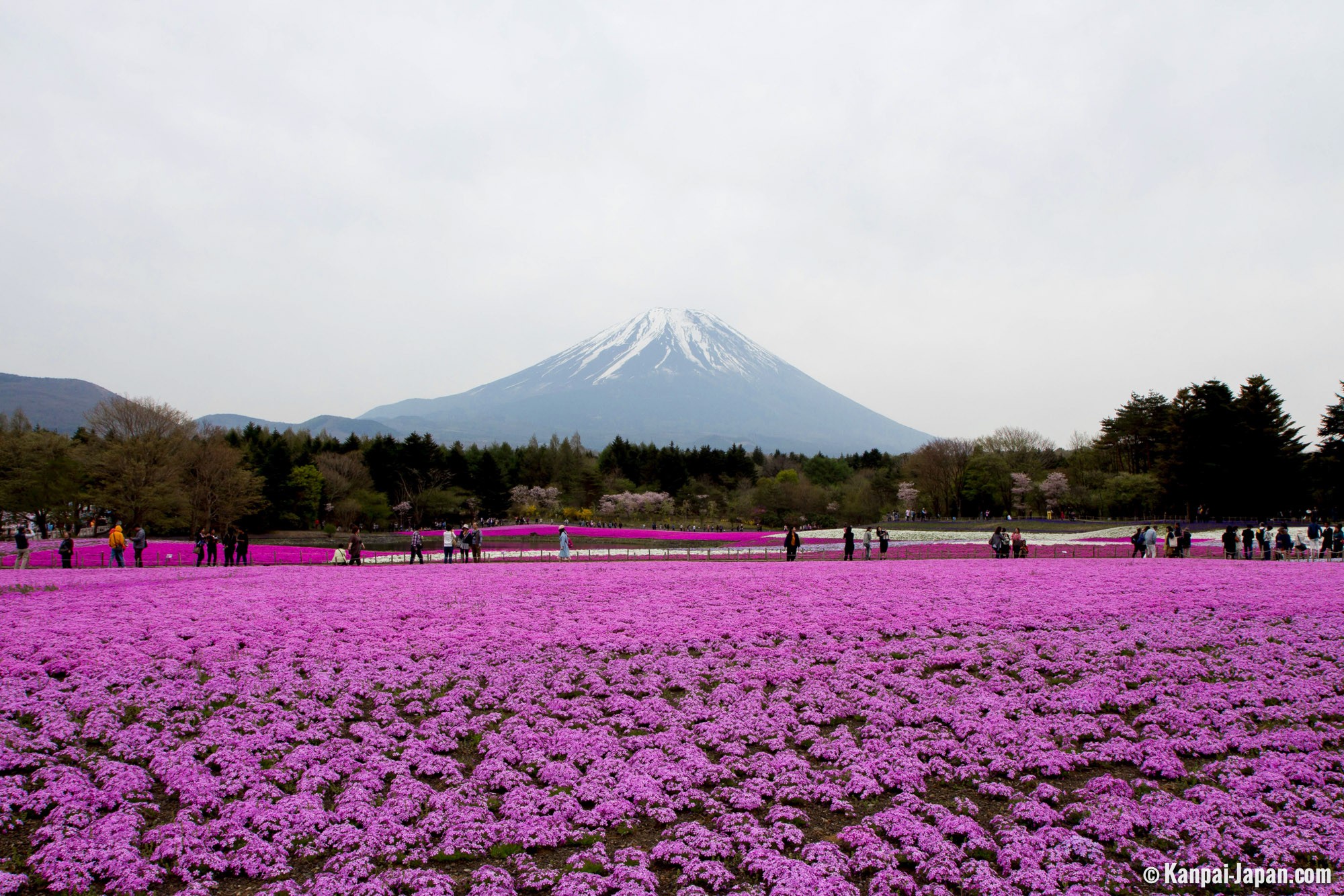 Fuji Shibazakura Matsuri - The Most Famous Pink Moss Festival
