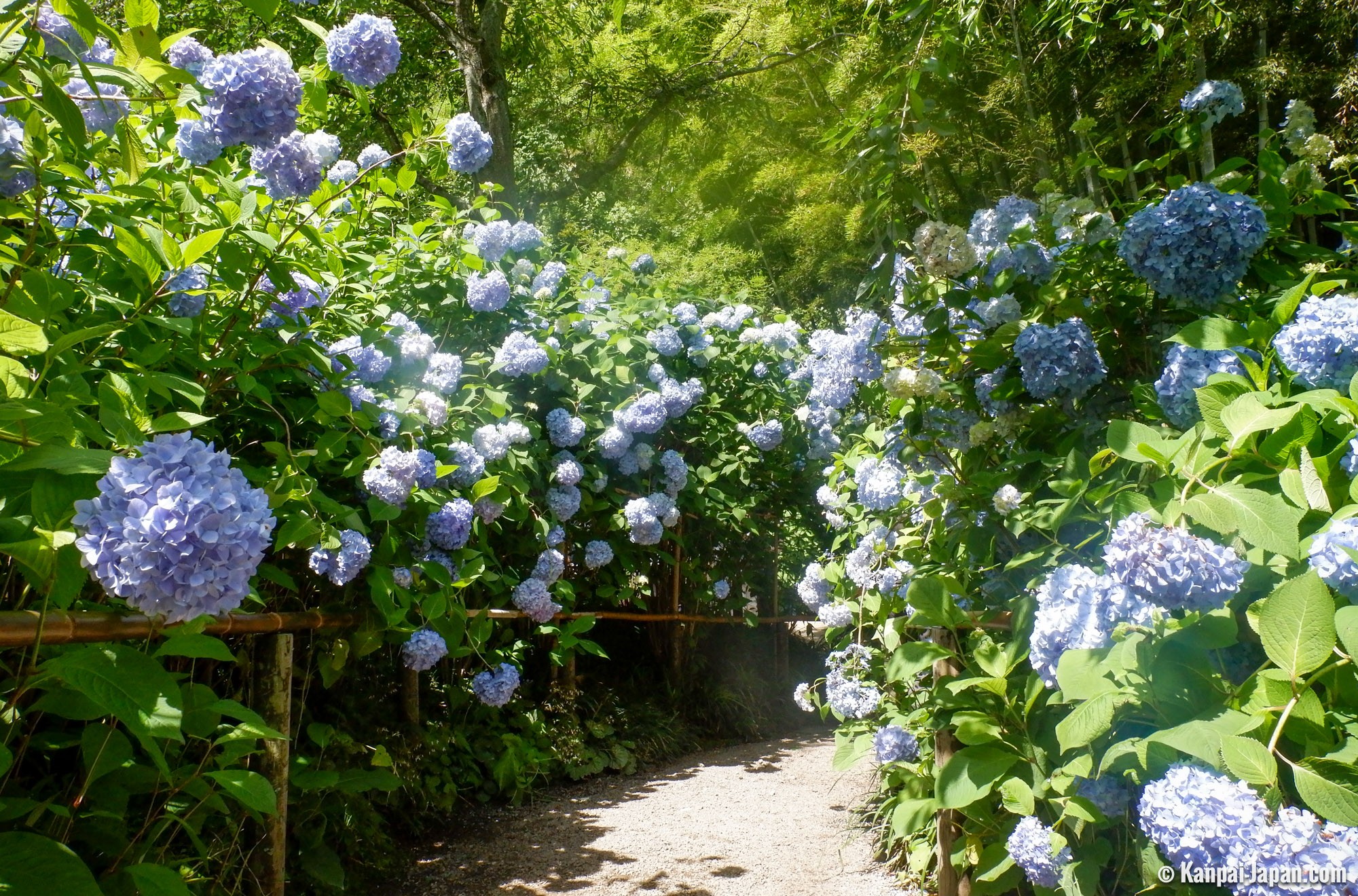 Meigetsu-in - The Hydrangeas Temple in Kamakura