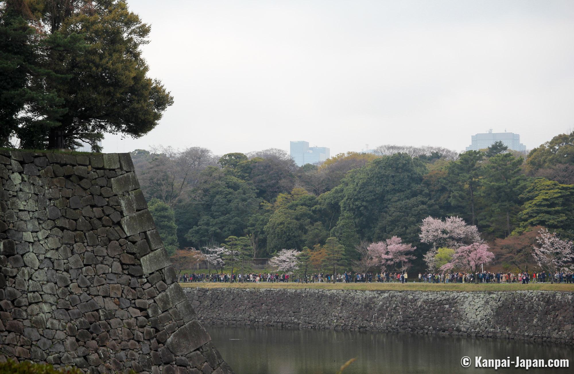Inui-dori - The Cherry and Maple Trees’ Imperial Alley in Tokyo