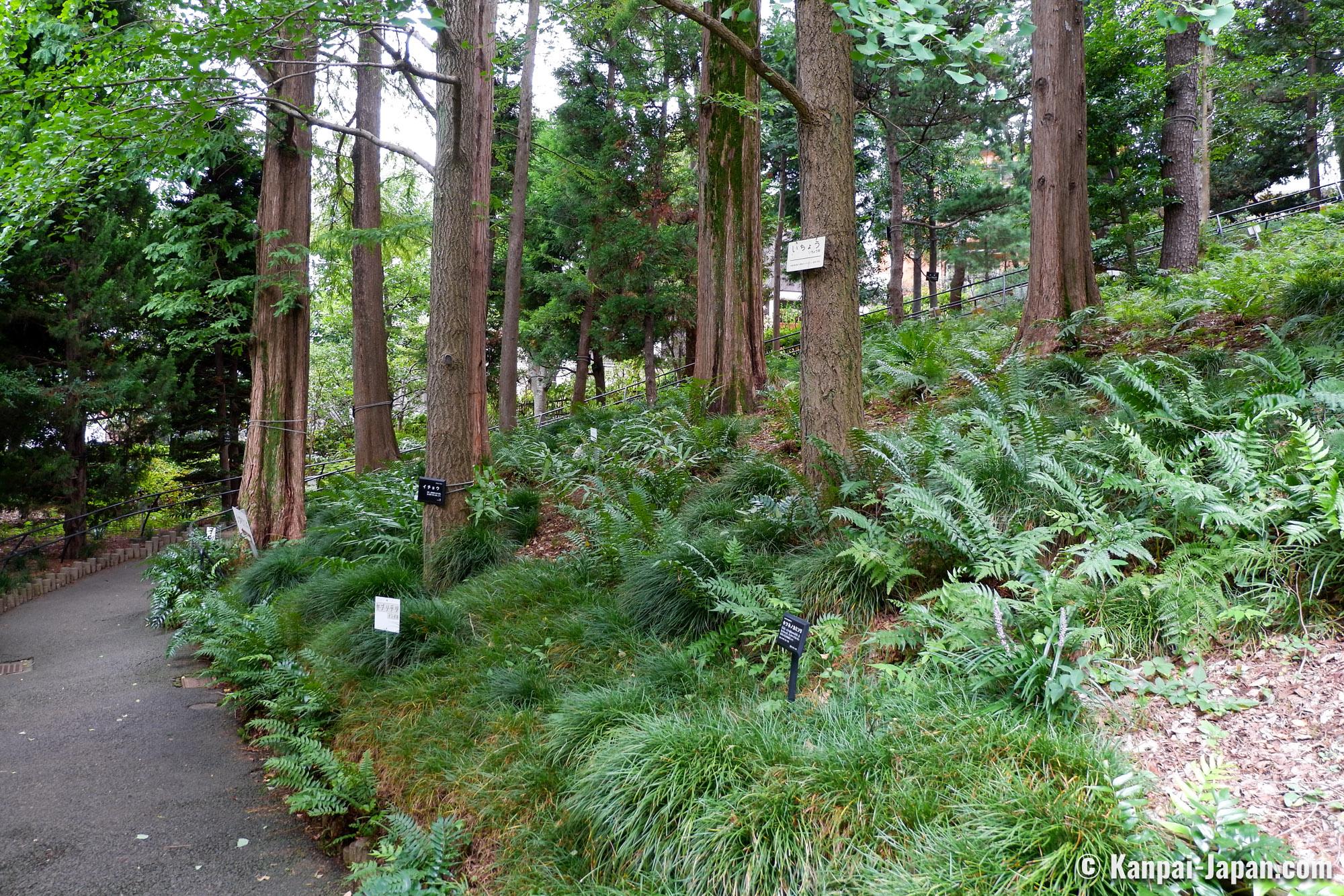 Akatsuka Botanical Garden - Itabashi’s Vegetation Library