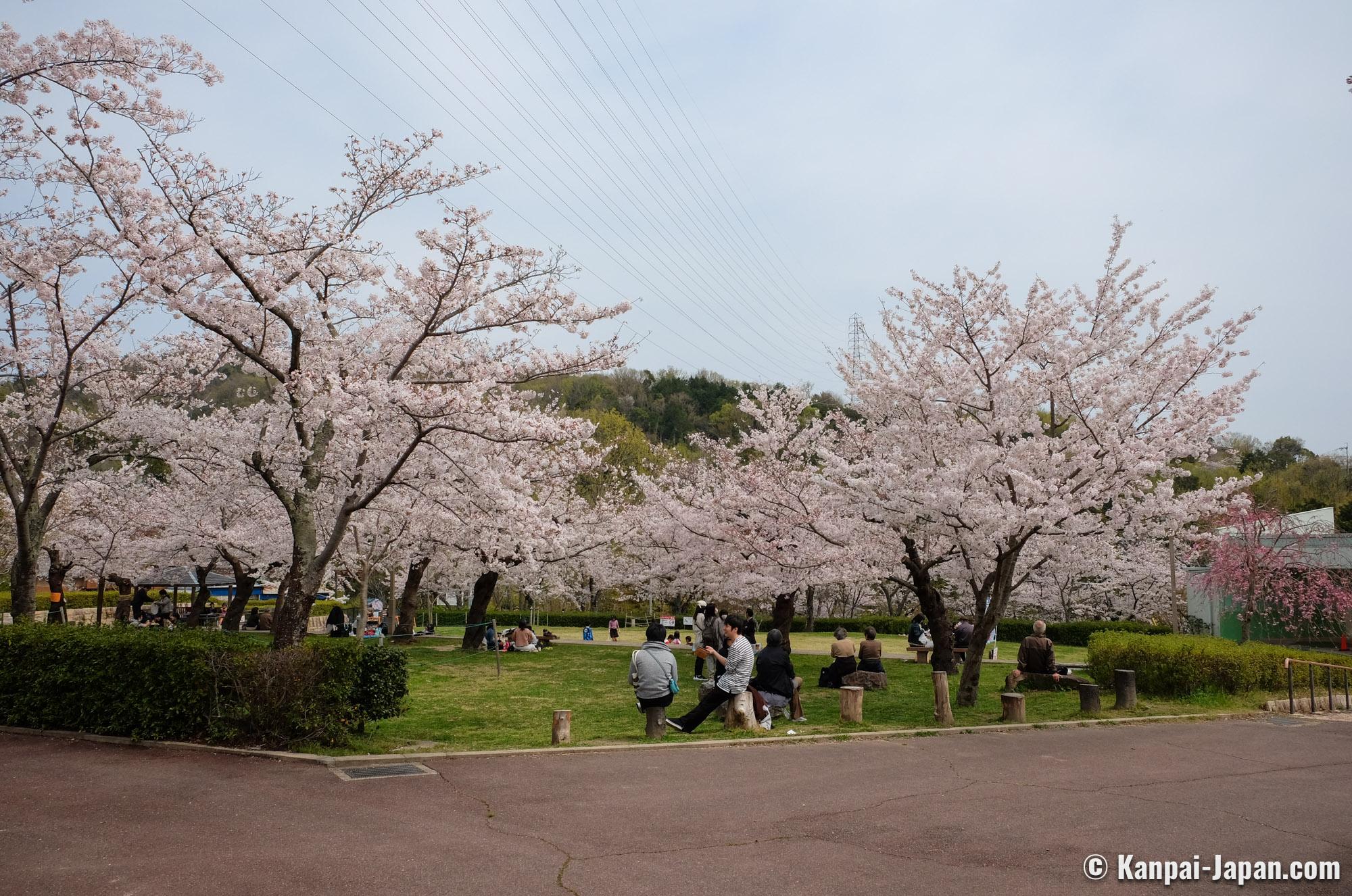 Settsukyo Park - Sakura Spot Between Osaka and Kyoto