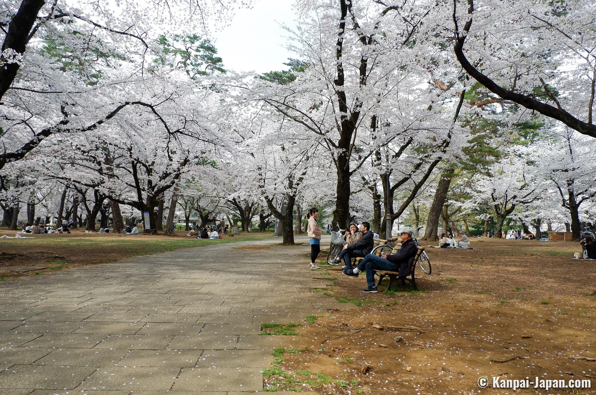 Omiya Park - The Amazing Cherry Tree Forest in the North of Tokyo