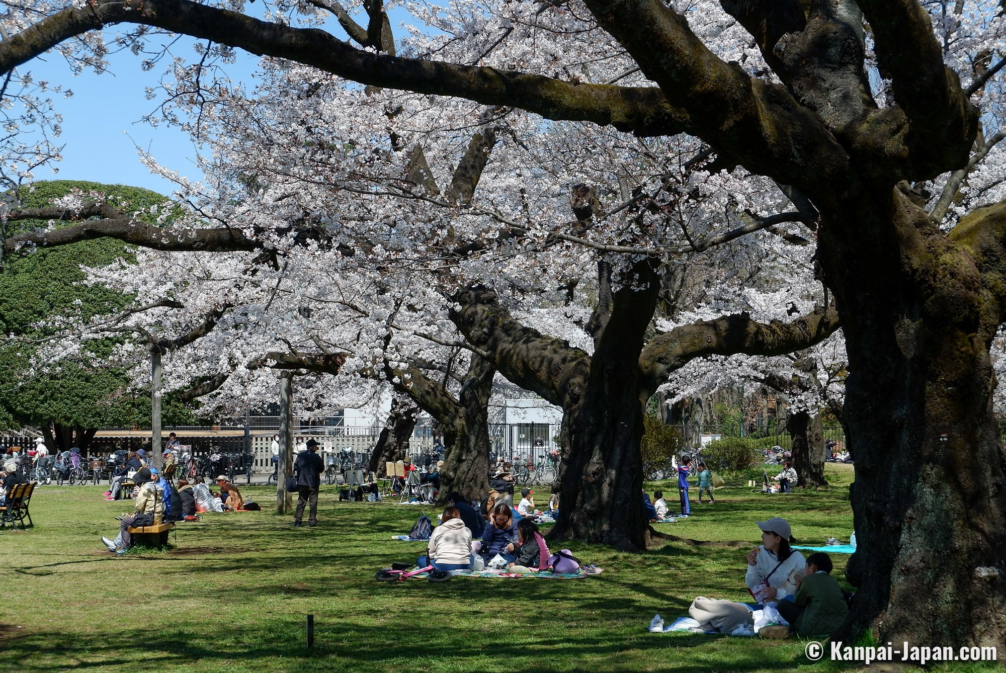 Koganei Park - The 2.000 Cherry Trees in the West of Tokyo