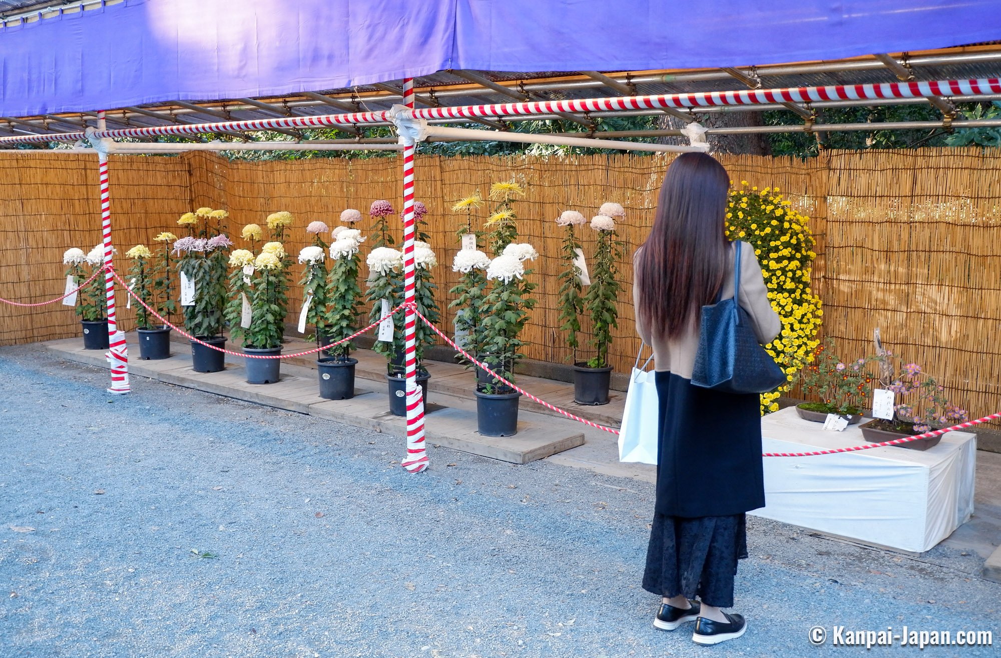 Kiku Matsuri - The Chrysanthemum Festival