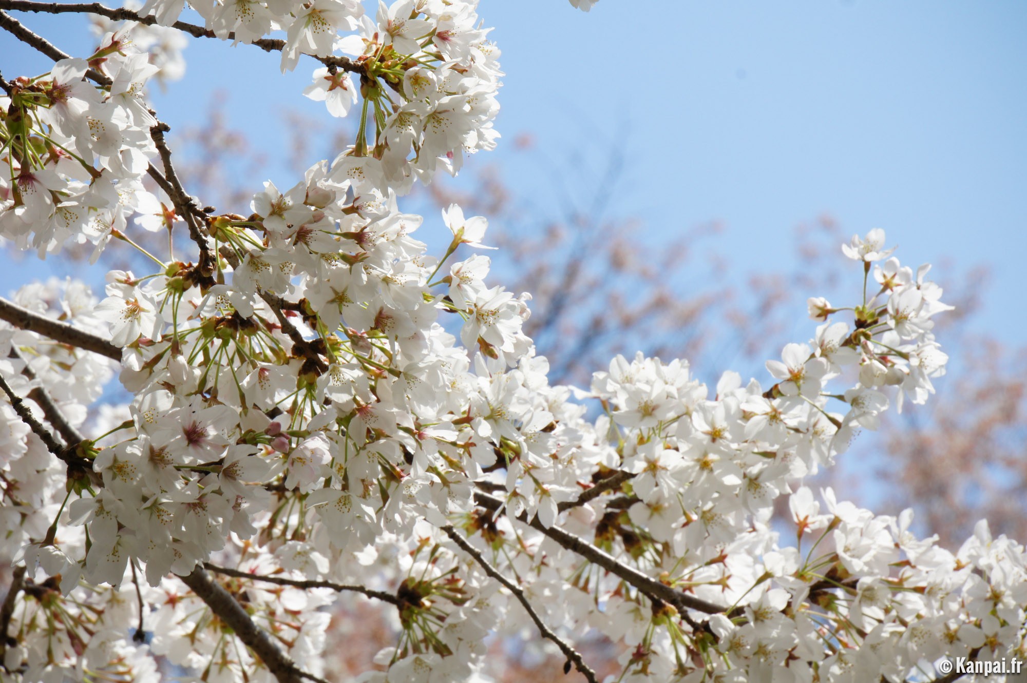 Spring in Japan - 🌸 Sakura and other flowers blooming season