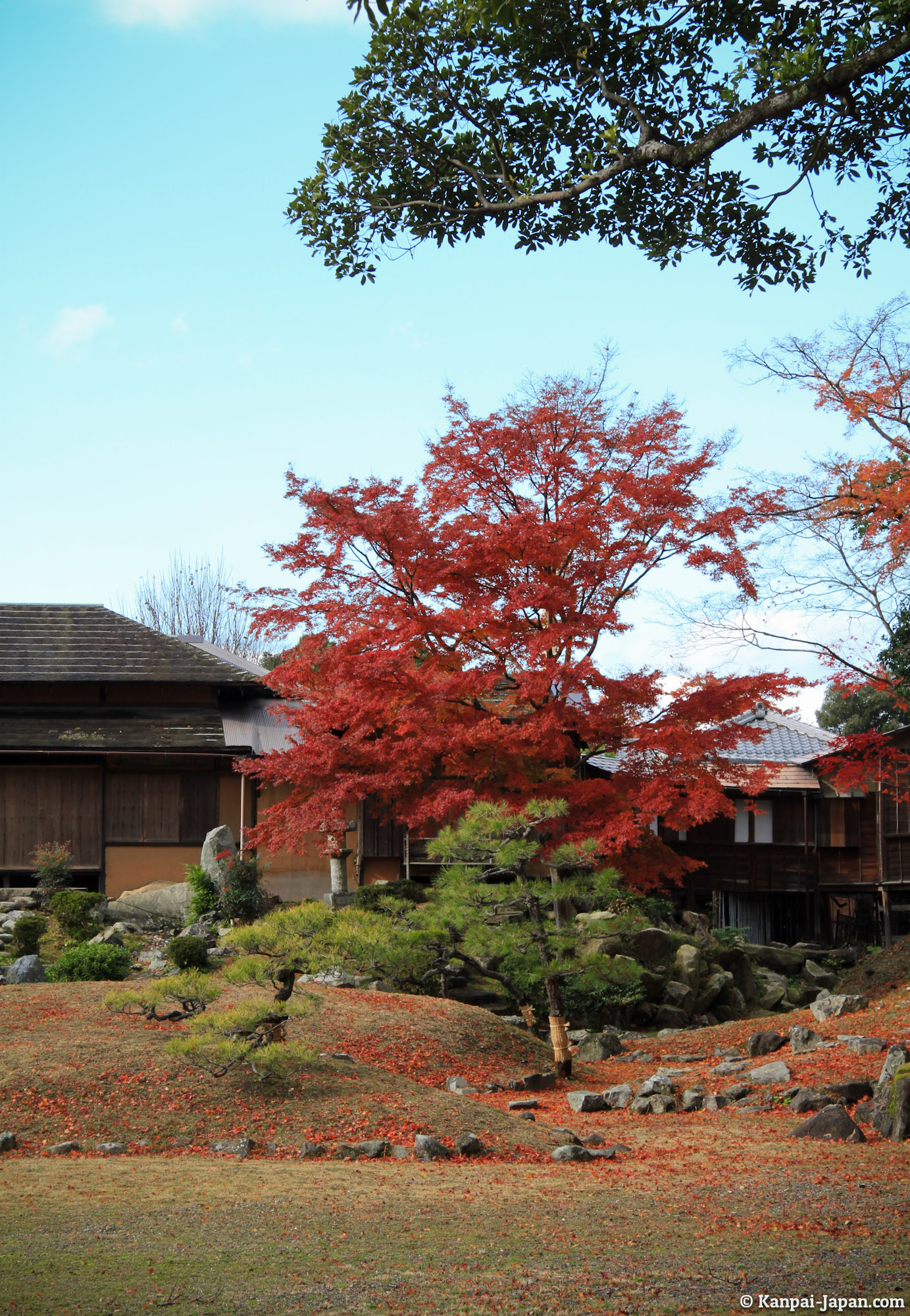 Koyo: Japanese maple trees’ red leaves - Momijigari: contemplating ...
